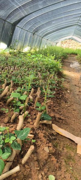 葛根树长什么样子_葛根树图片特征-第2张图片-山城妙识