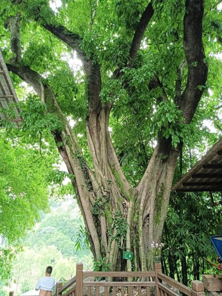 葛根树长什么样子_葛根树图片特征-第1张图片-山城妙识