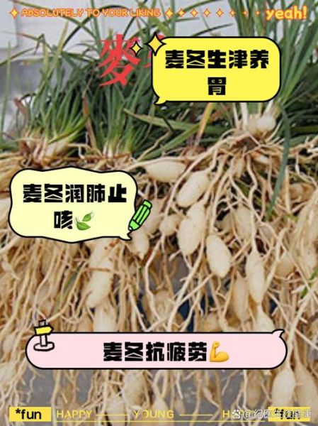 麦冬茶的功效与副作用_长期喝安全吗-第2张图片-山城妙识