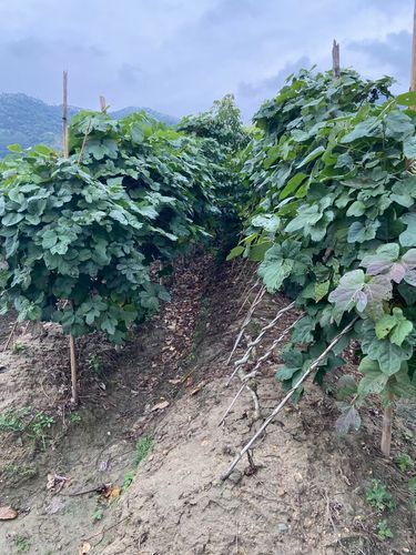 葛根树长什么样子_葛根树图片特征-第3张图片-山城妙识