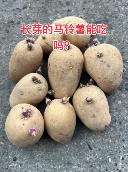 马铃薯发芽能吃吗_如何储存不发芽-第3张图片-山城妙识