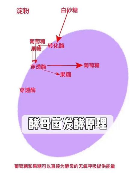 酵母菌发酵原理_酵母菌发酵需要哪些条件-第1张图片-山城妙识