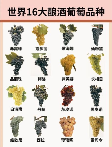 酿酒葡萄品种排名_哪个品种最受欢迎-第1张图片-山城妙识