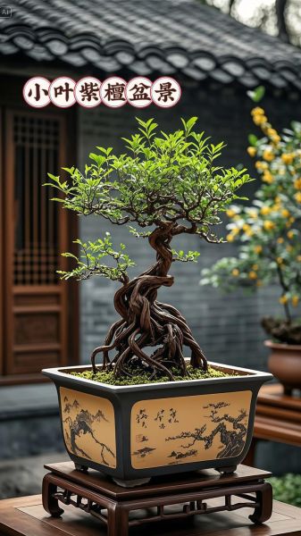 小叶紫檀盆景怎么养_小叶紫檀盆景多久浇一次水-第1张图片-山城妙识