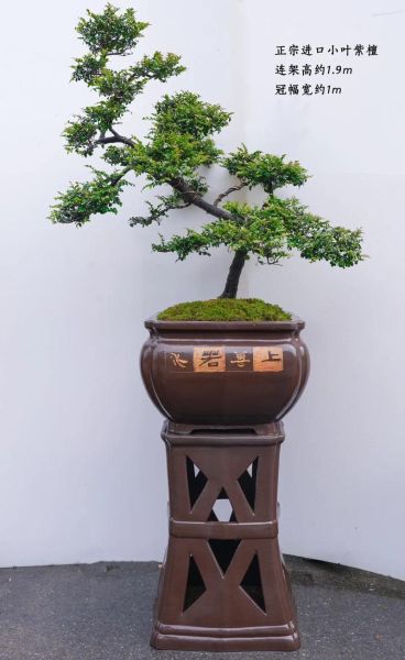 小叶紫檀盆景怎么养_小叶紫檀盆景多久浇一次水-第2张图片-山城妙识