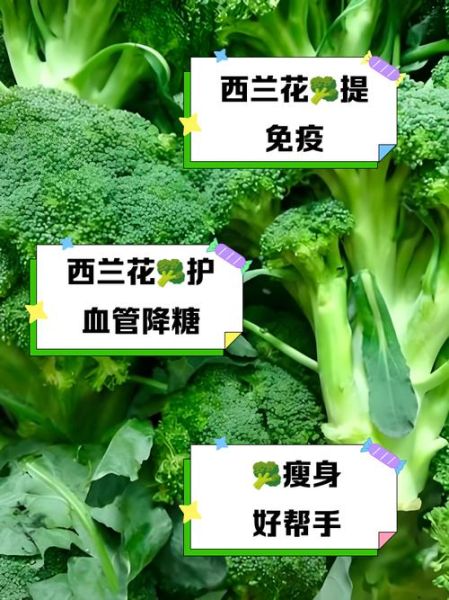 西兰花汁可以减肥吗_西兰花汁的功效与作用-第1张图片-山城妙识