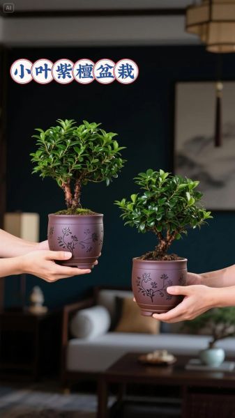 小叶紫檀盆景怎么养_小叶紫檀盆景多久浇一次水-第3张图片-山城妙识