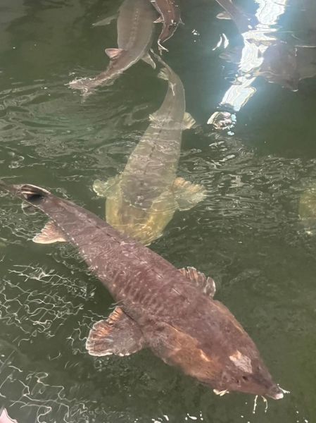 鲟鱼养殖技术视频_鲟鱼养殖新手常见问题-第1张图片-山城妙识