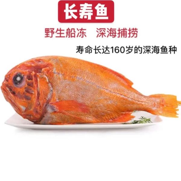 长寿鱼价格多少钱一斤_长寿鱼为什么这么贵-第1张图片-山城妙识
