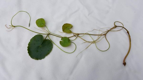 莼菜是什么菜_莼菜长什么样-第1张图片-山城妙识 莼菜是什么菜_莼菜长什么样-第1张图片-山城妙识