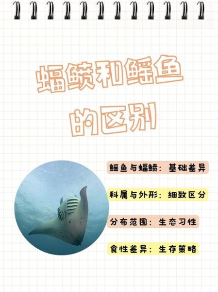 魔鬼鱼是蝠鲼吗_蝠鲼和鳐鱼区别-第1张图片-山城妙识