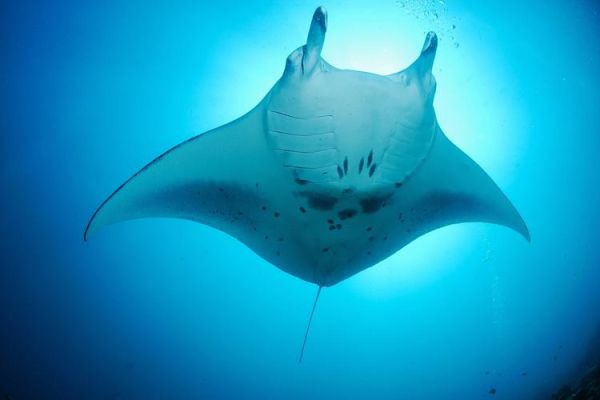 魔鬼鱼是蝠鲼吗_蝠鲼和鳐鱼区别-第3张图片-山城妙识