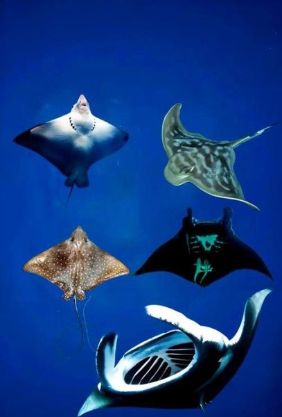 魔鬼鱼是蝠鲼吗_蝠鲼和鳐鱼区别-第2张图片-山城妙识