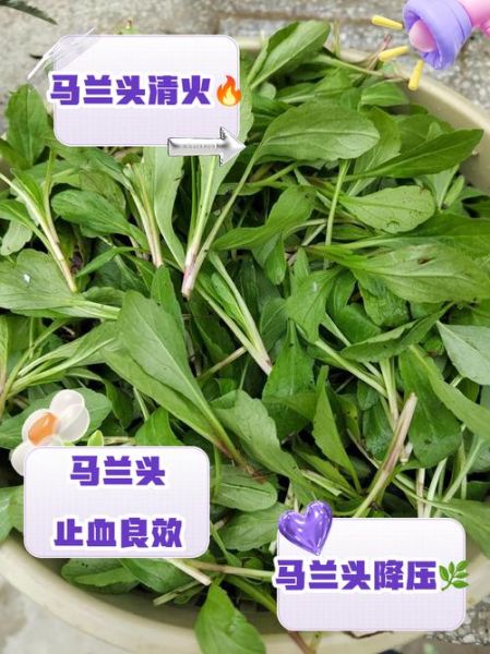 马兰头多少钱一斤_马兰头价格为什么波动大-第2张图片-山城妙识