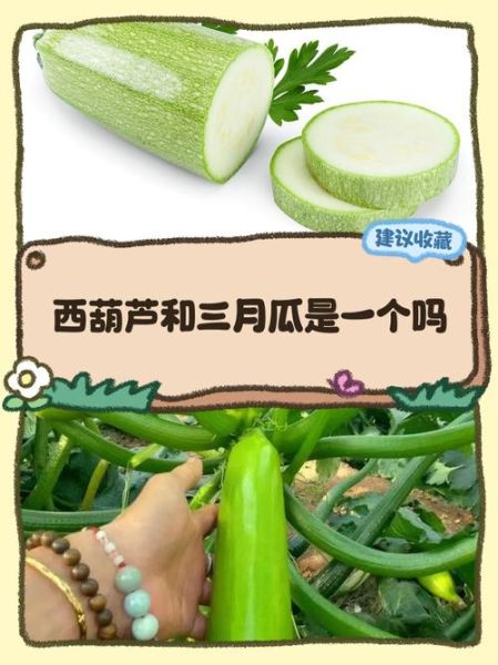 蒲瓜是什么瓜_蒲瓜和葫芦瓜的区别-第1张图片-山城妙识