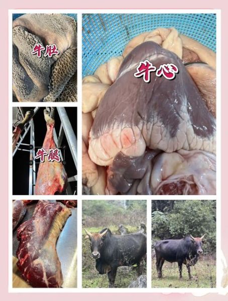黄牛肉和普通牛肉的区别_哪个更好吃-第3张图片-山城妙识