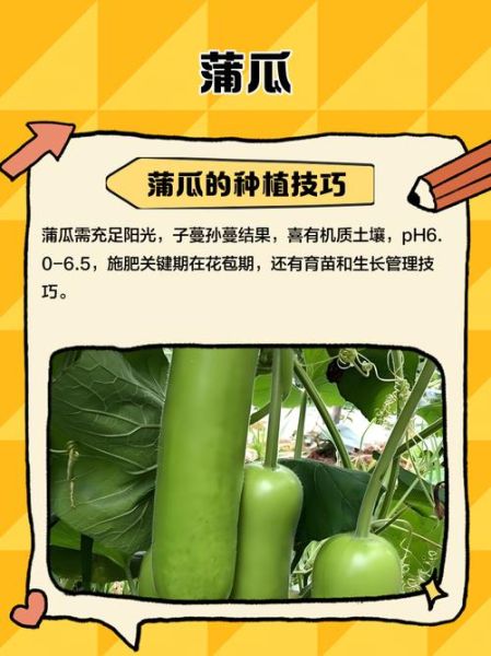 蒲瓜是什么瓜_蒲瓜和葫芦瓜的区别-第3张图片-山城妙识