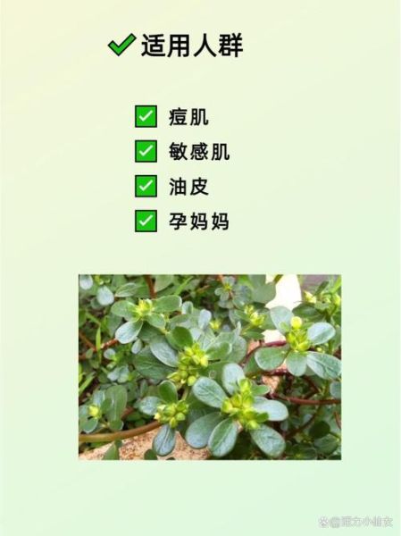 马齿苋提取物对皮肤有什么好处_马齿苋提取物可以长期吃吗-第3张图片-山城妙识