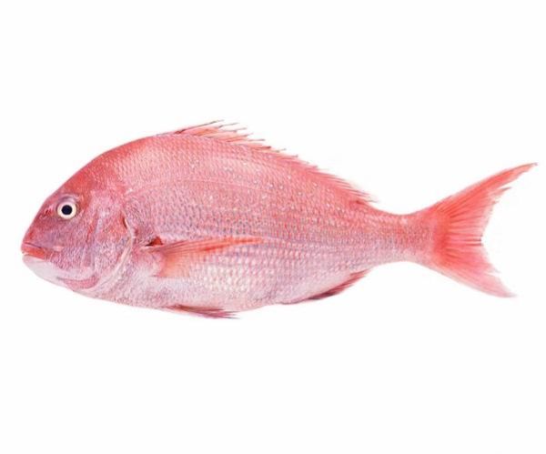 鲷鱼图片大全_鲷鱼种类怎么区分-第3张图片-山城妙识