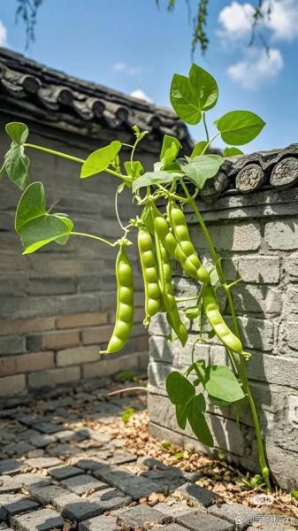 芸豆是不是四季豆_芸豆和四季豆的区别-第1张图片-山城妙识 芸豆是不是四季豆_芸豆和四季豆的区别-第1张图片-山城妙识