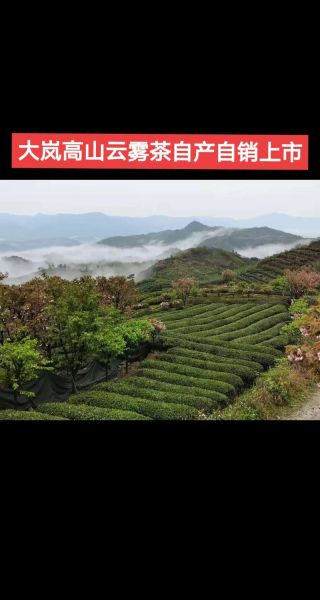 高山云雾茶多少钱一斤_高山云雾茶属于什么茶-第1张图片-山城妙识 高山云雾茶多少钱一斤_高山云雾茶属于什么茶-第1张图片-山城妙识
