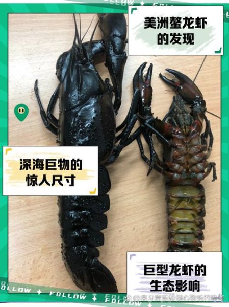 巨型龙虾有多大_巨型龙虾价格多少钱一斤-第1张图片-山城妙识 巨型龙虾有多大_巨型龙虾价格多少钱一斤-第1张图片-山城妙识