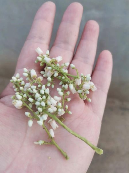 香椿花能吃吗_香椿花图片长什么样-第1张图片-山城妙识 香椿花能吃吗_香椿花图片长什么样-第1张图片-山城妙识