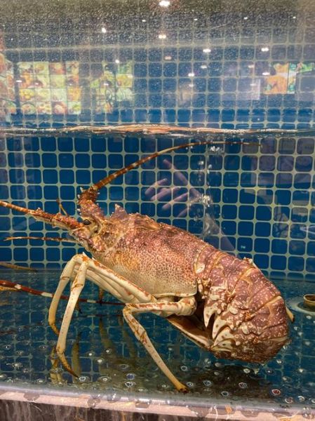 巨型龙虾有多大_巨型龙虾价格多少钱一斤-第3张图片-山城妙识 巨型龙虾有多大_巨型龙虾价格多少钱一斤-第3张图片-山城妙识