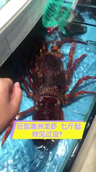 巨型龙虾有多大_巨型龙虾价格多少钱一斤-第2张图片-山城妙识 巨型龙虾有多大_巨型龙虾价格多少钱一斤-第2张图片-山城妙识