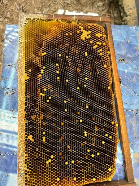 蜂蜡图片真假辨别_蜂蜡图片高清细节-第1张图片-山城妙识