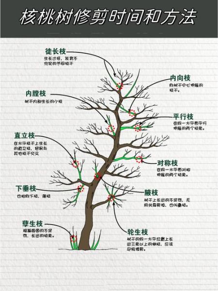 核桃树什么时候修剪最好_核桃树怎么管理才能高产-第1张图片-山城妙识