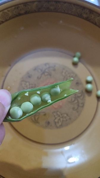 豌豆荚2021最新版本怎么下载_豌豆荚2021最新版本有哪些新功能-第2张图片-山城妙识