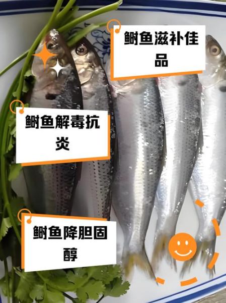 鲥鱼养殖技术_鲥鱼养殖成本利润-第3张图片-山城妙识