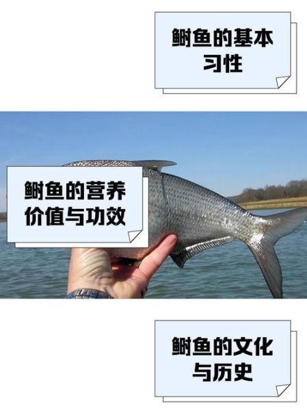 鲥鱼养殖技术_鲥鱼养殖成本利润-第1张图片-山城妙识