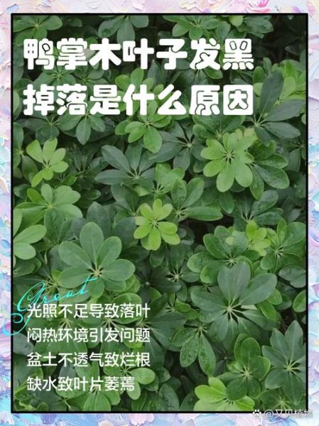 鹅掌木怎么养_鹅掌木掉叶子怎么办-第1张图片-山城妙识