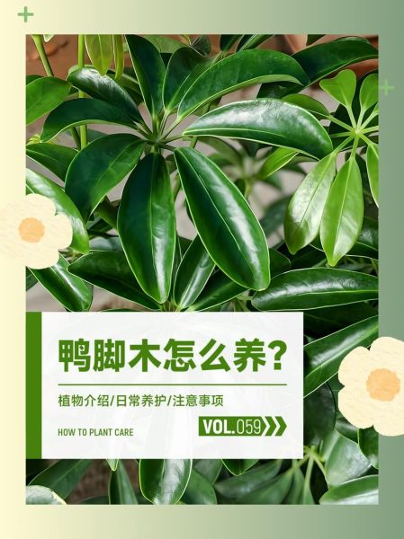 鹅掌木怎么养_鹅掌木掉叶子怎么办-第3张图片-山城妙识