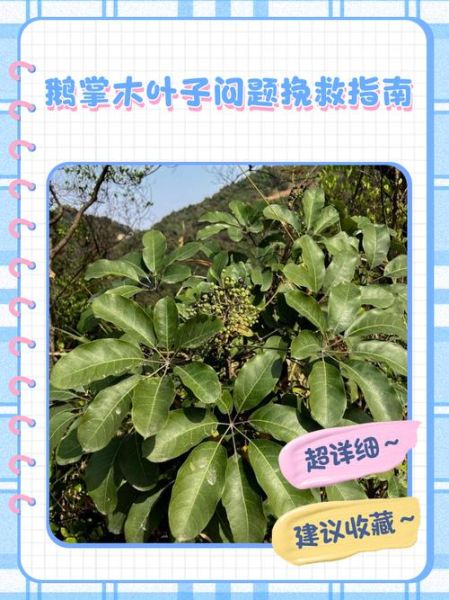 鹅掌木怎么养_鹅掌木掉叶子怎么办-第2张图片-山城妙识