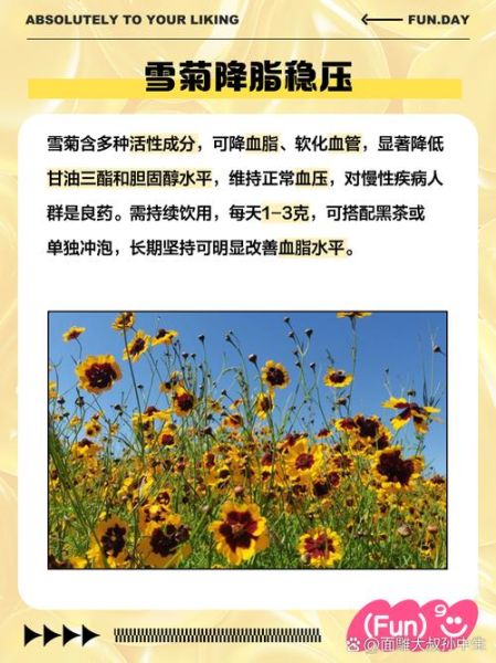 雪菊的功效与作用_雪菊的正确吃法-第3张图片-山城妙识