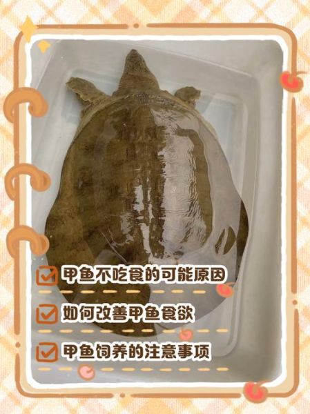 野生甲鱼的功效与作用_野生甲鱼怎么吃最补-第2张图片-山城妙识