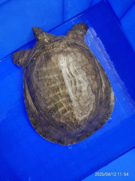 野生甲鱼的功效与作用_野生甲鱼怎么吃最补-第3张图片-山城妙识