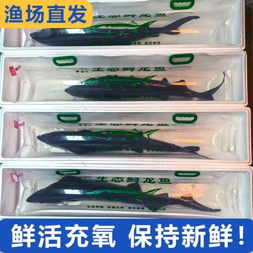 鲟鱼和鳇鱼哪个贵_价格差距有多大-第3张图片-山城妙识