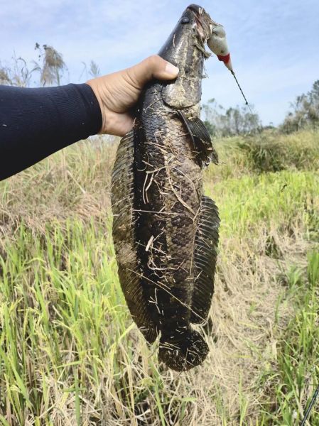 路亚黑鱼几月份最好_黑鱼开口时间-第3张图片-山城妙识