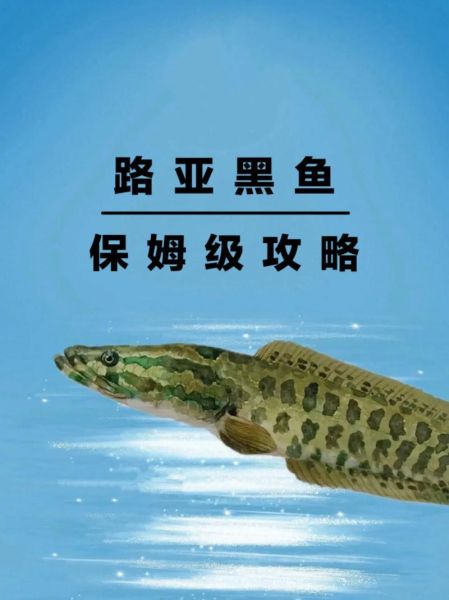 路亚黑鱼几月份最好_黑鱼开口时间-第1张图片-山城妙识