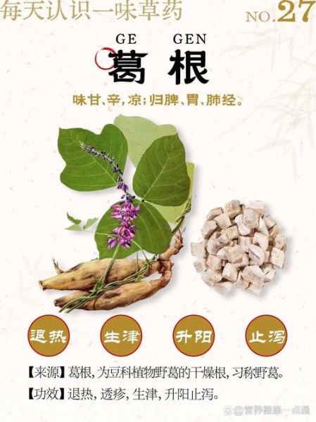 葛根的作用与功效_葛根的禁忌和副作用-第1张图片-山城妙识