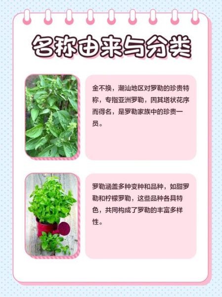 金不换图片_如何鉴别真假-第2张图片-山城妙识 金不换图片_如何鉴别真假-第2张图片-山城妙识