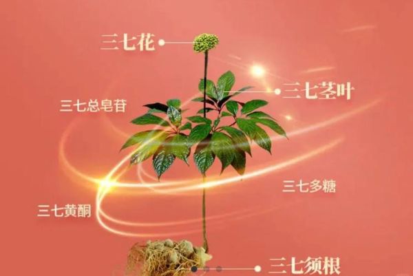 三七草长什么样_三七草和三七区别-第1张图片-山城妙识 三七草长什么样_三七草和三七区别-第1张图片-山城妙识