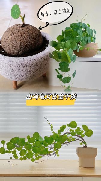 金不换图片_如何鉴别真假-第3张图片-山城妙识 金不换图片_如何鉴别真假-第3张图片-山城妙识