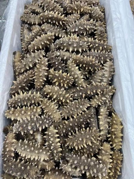 辽参价格多少钱一斤_2024最新行情-第2张图片-山城妙识 辽参价格多少钱一斤_2024最新行情-第2张图片-山城妙识