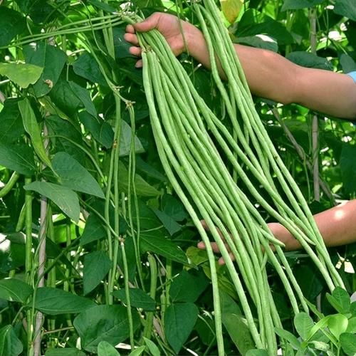 豇豆子怎么保存_豇豆子图片大全-第1张图片-山城妙识 豇豆子怎么保存_豇豆子图片大全-第1张图片-山城妙识