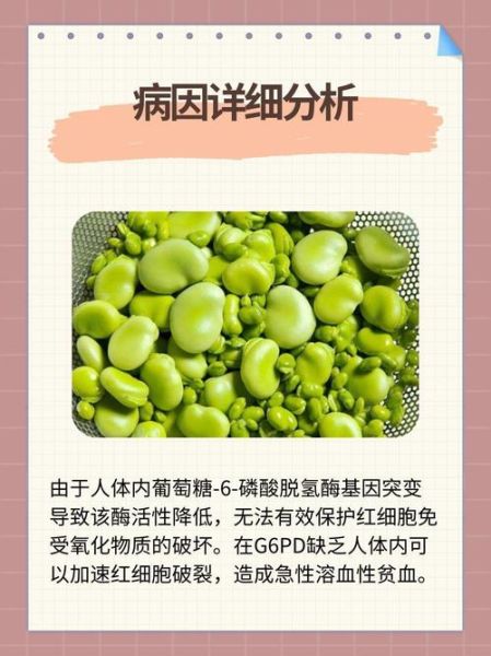 蚕豆病是一辈子的病吗_能根治吗-第3张图片-山城妙识 蚕豆病是一辈子的病吗_能根治吗-第3张图片-山城妙识